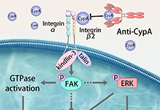 Knockout Cell Lines | KO Cell | Ubigene