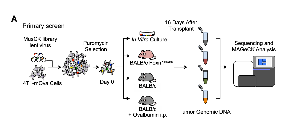 Application of CRISPR Library Screening in Breast Cancer Research | Ubigene