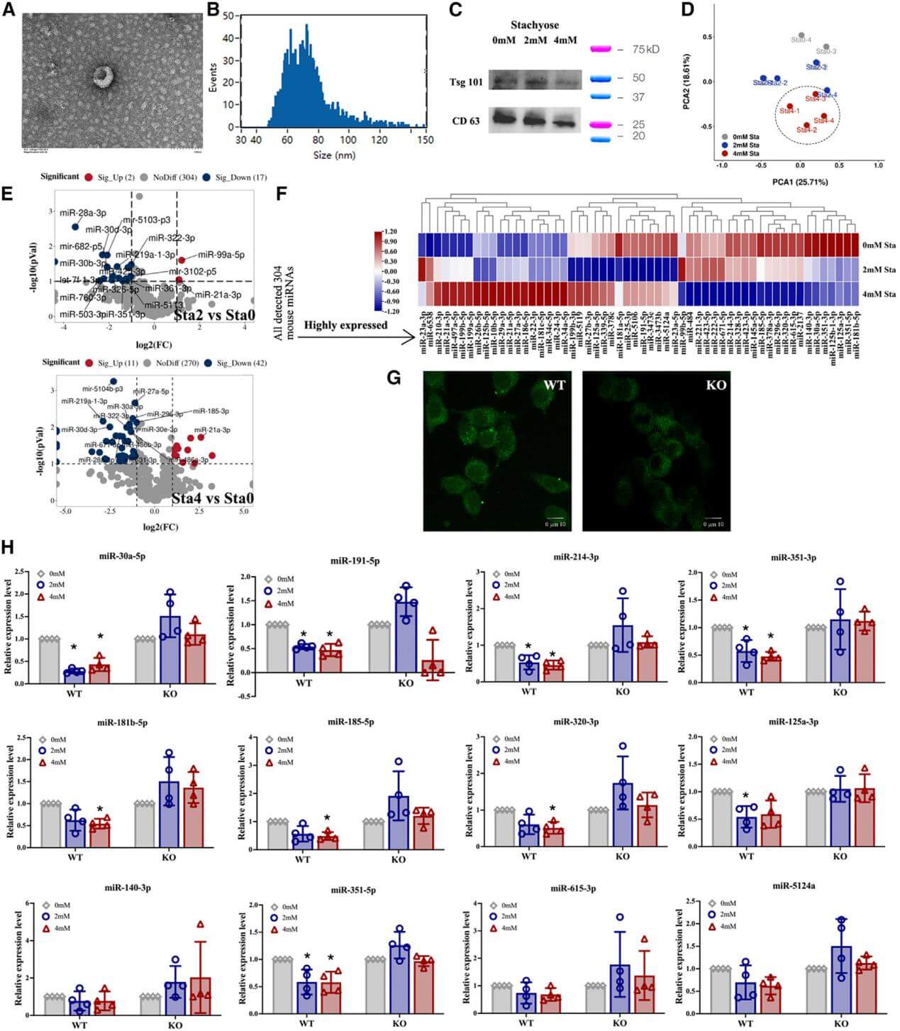 KO Cells Revealing New Functions & Mechanism of FOs | Ubigene