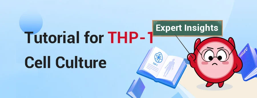 THP-1 Cell Culture Protocol and Troubleshooting | Ubigene