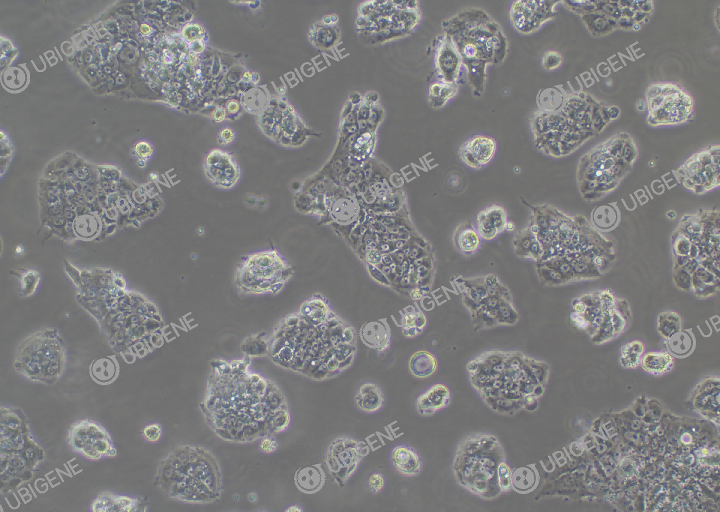 Bewo cell line | Ubigene
