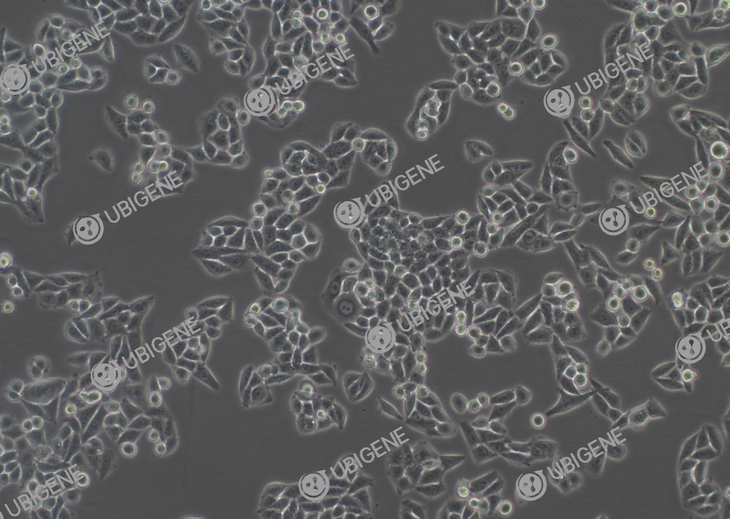 Hela cell line | Ubigene