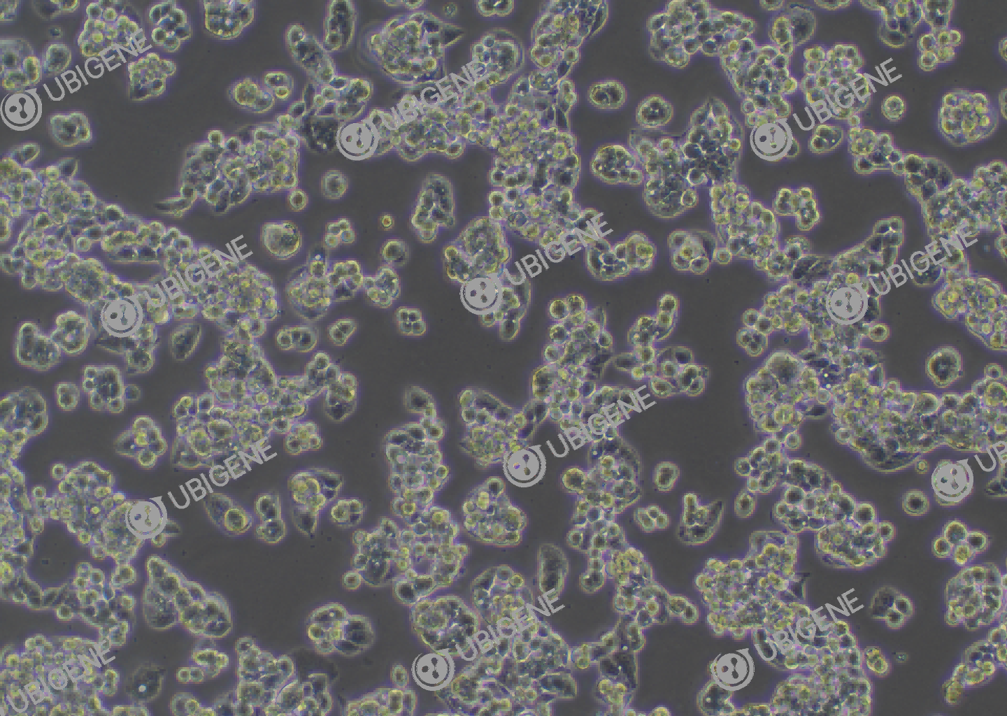 Hep G2 cell line | Ubigene