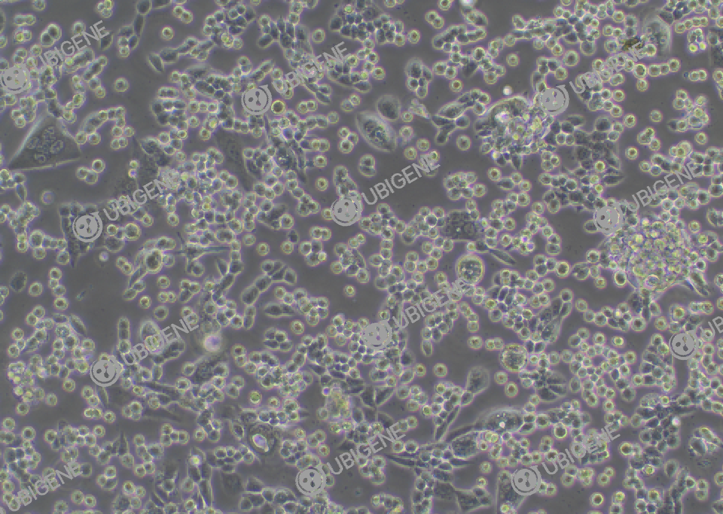 LLC cell line | Ubigene